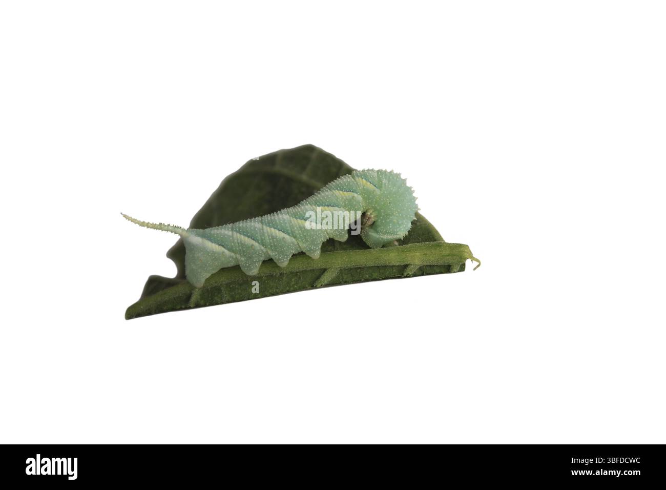 Caterpillar acherontia atropos deaths Cut Out Stock Images & Pictures ...