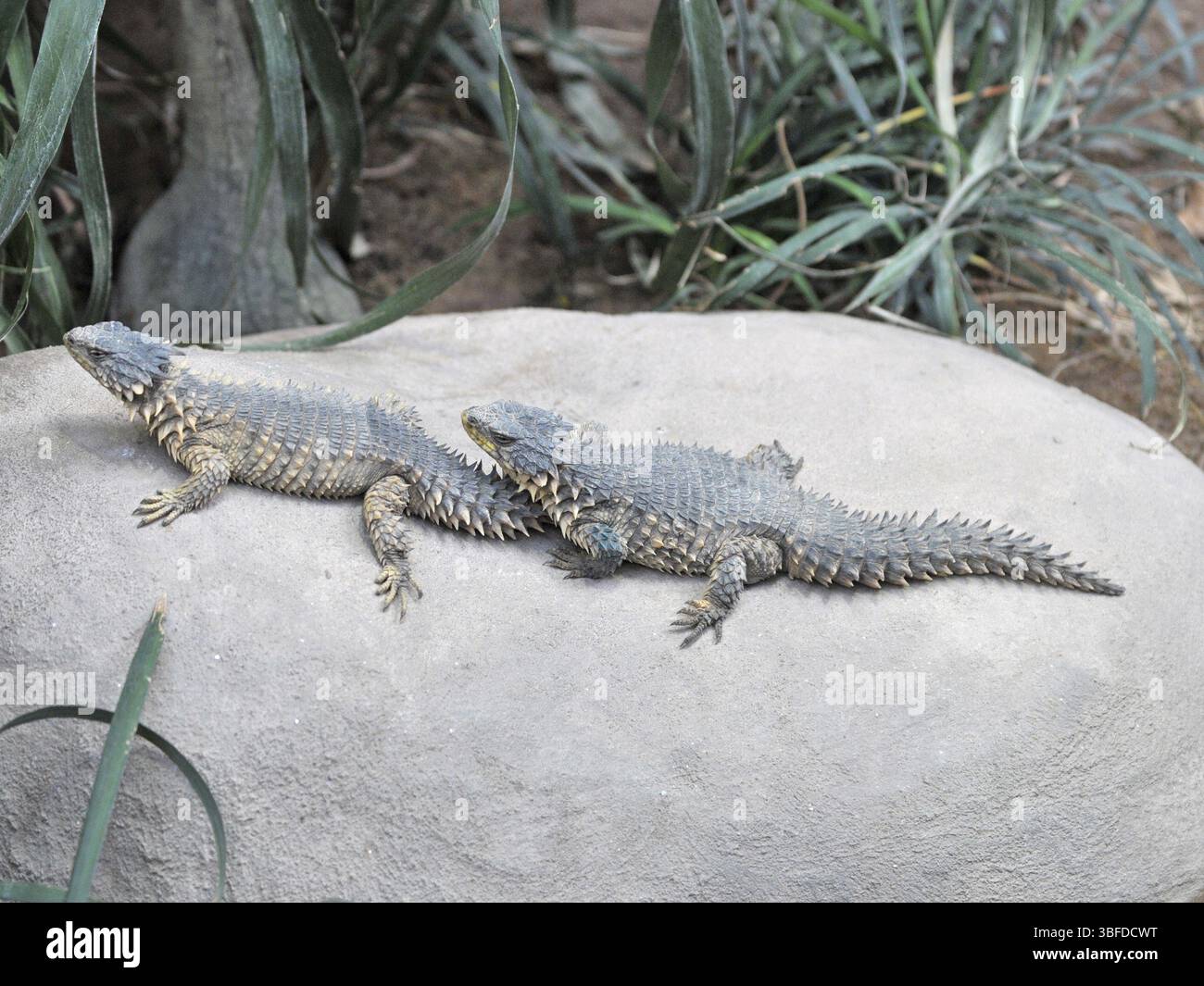 Giant belt-tail (Smaug giganteus Stock Photo - Alamy