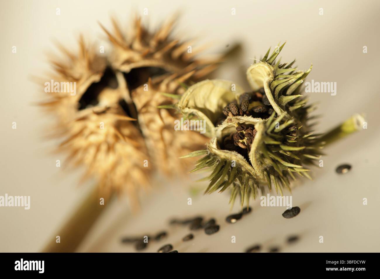 Jimson Weed (Datura stramonium Stock Photo - Alamy