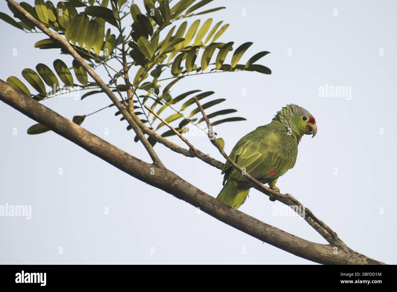 Yellow-cheeked Amazon (Amazona autumnalis Stock Photo - Alamy
