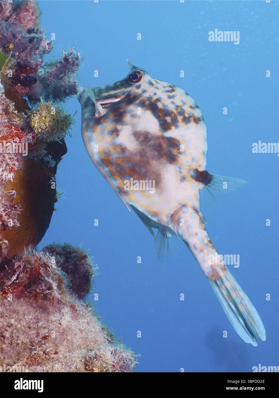 Horned boxfish (Acanthostracion quadricornis Stock Photo - Alamy
