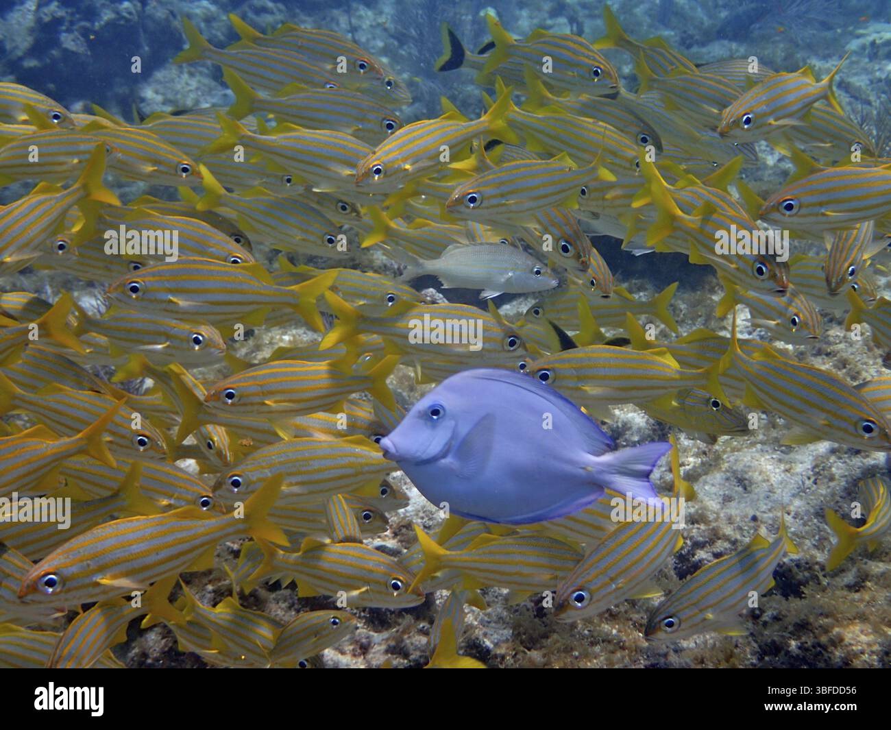 Surgeonfish florida hi-res stock photography and images - Alamy