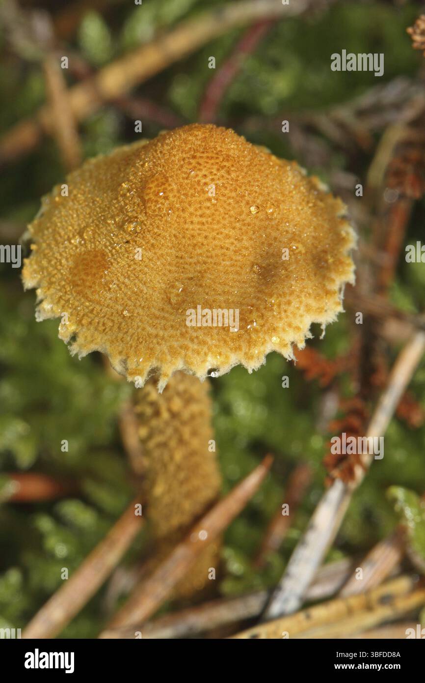 Amiant grain umbrella mushroom (Cystoderma amianthinum Stock Photo - Alamy