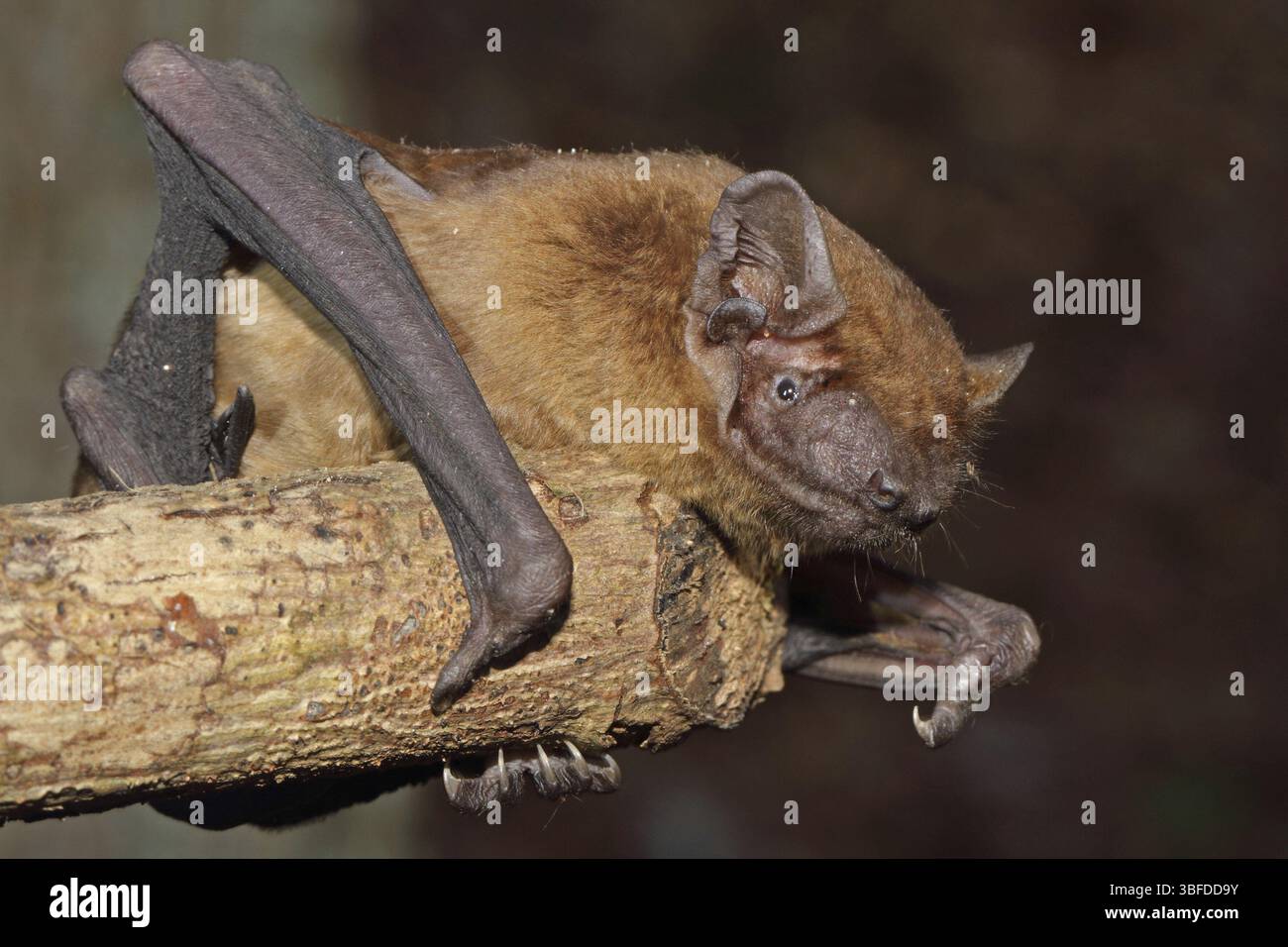 Common noctule (Nyctalus noctula Stock Photo - Alamy