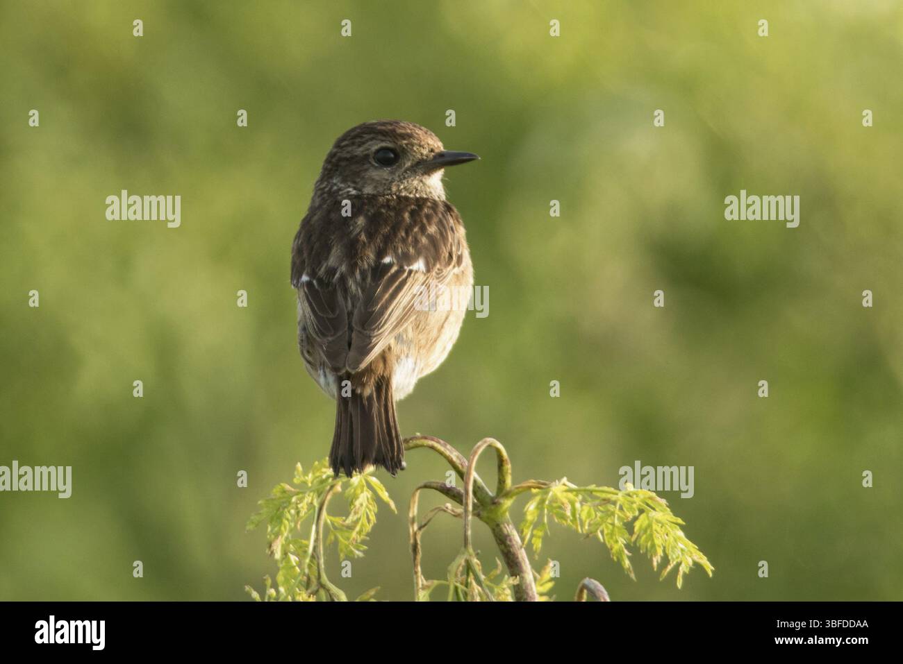 Fledgling stonechat hi-res stock photography and images - Alamy