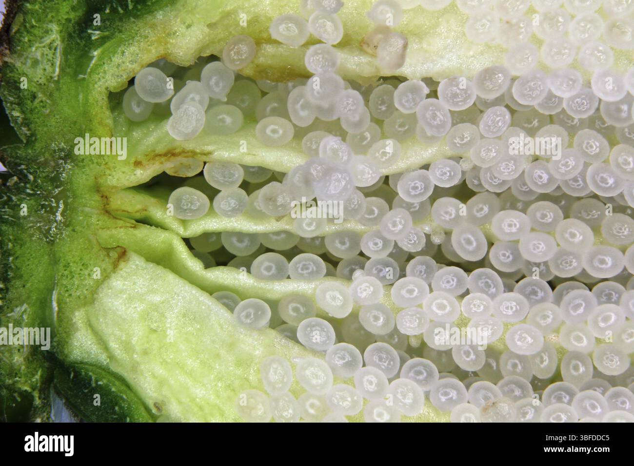 Opium poppy - poppy capsule with immature seeds Stock Photo - Alamy