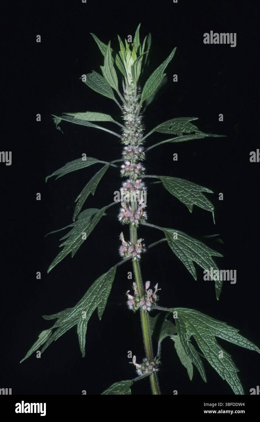 True motherwort (Leonurus cardiaca Stock Photo - Alamy