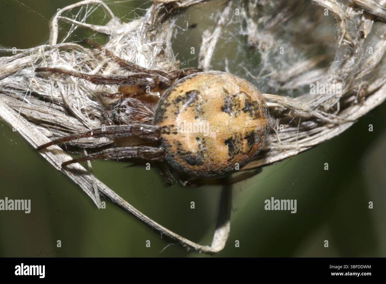 Reed spider (Larinioides cornutus Stock Photo - Alamy