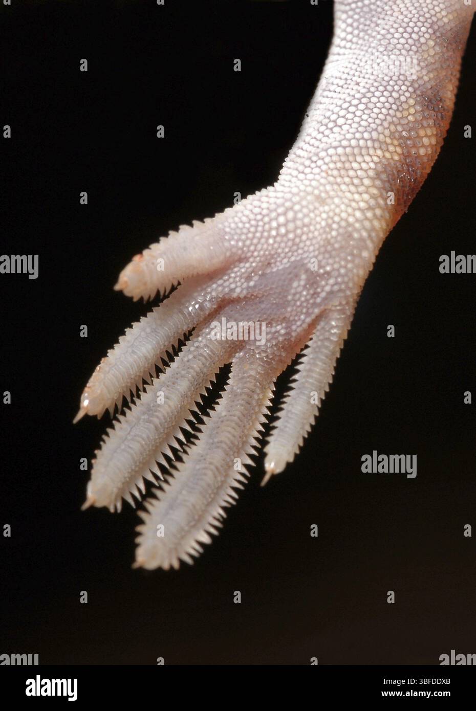 Bell gecko foot (Ptenopus garrulus Stock Photo - Alamy