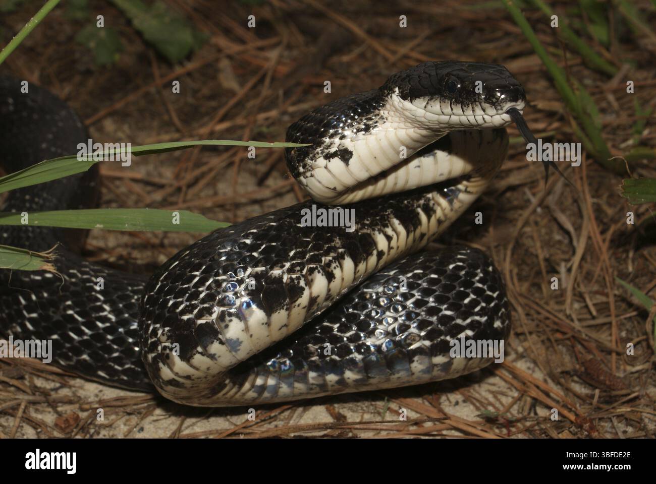 Ground snake (Pantherophis obsoletus obsoletus Stock Photo - Alamy