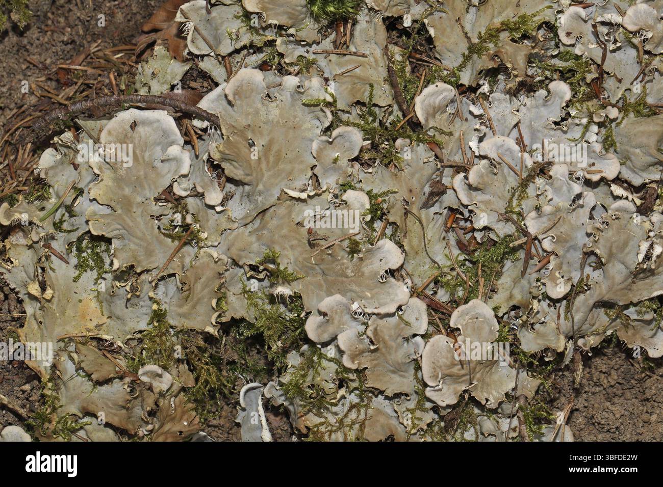 Scaly dog lichen (Peltigera praetextata Stock Photo - Alamy