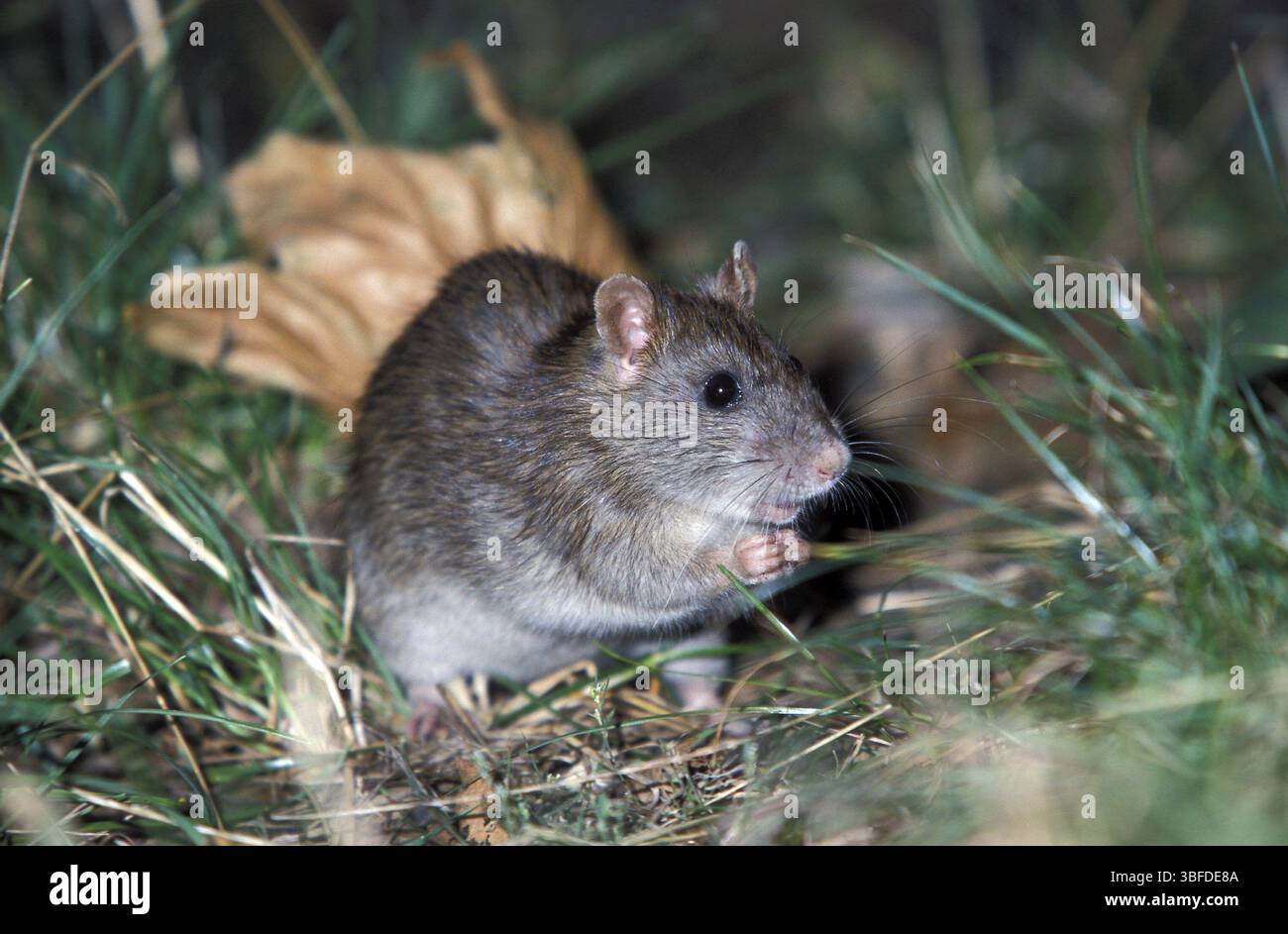 Norway rat (Rattus norvegicus Stock Photo - Alamy