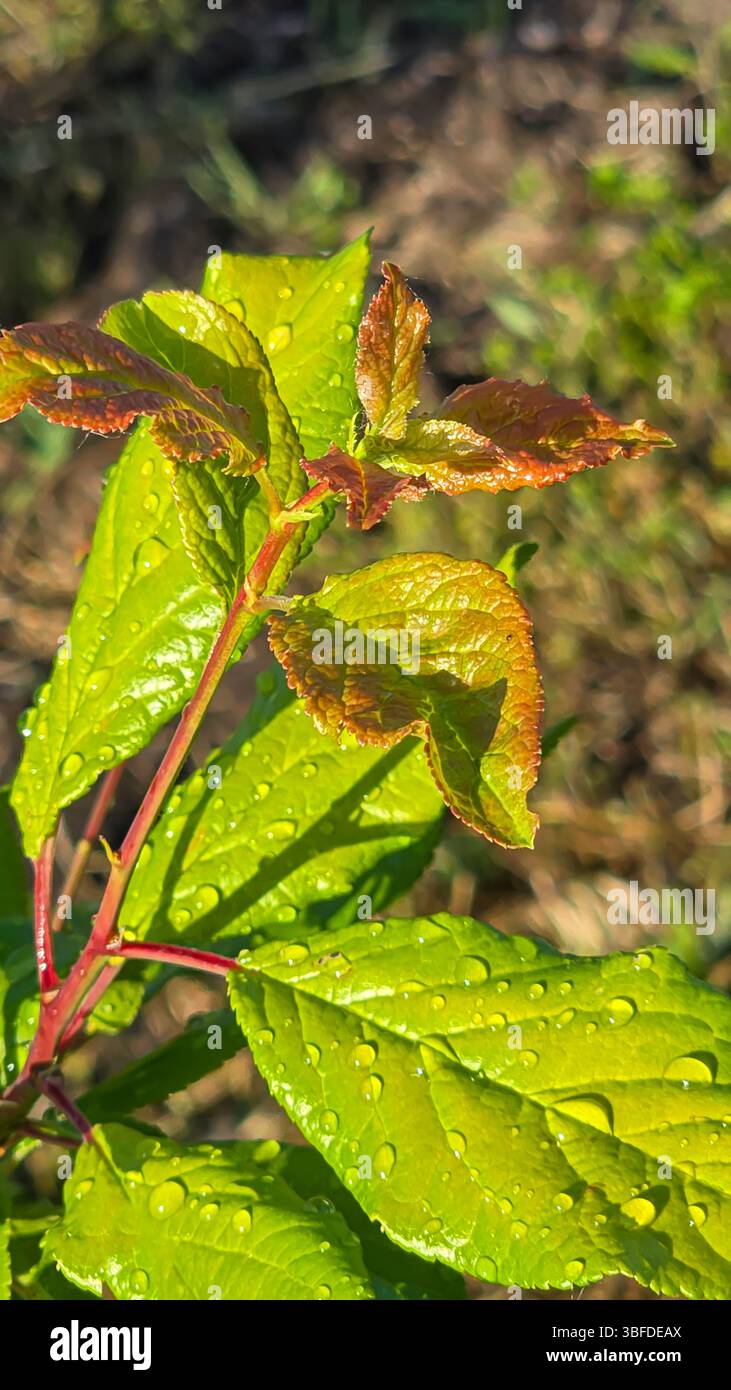 Branches of young plum with green leaves. Summer garden plot fruit ...