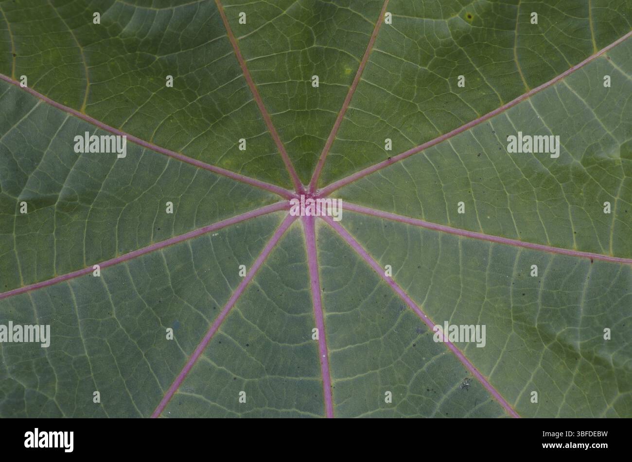 Plant vein structure hi-res stock photography and images - Alamy