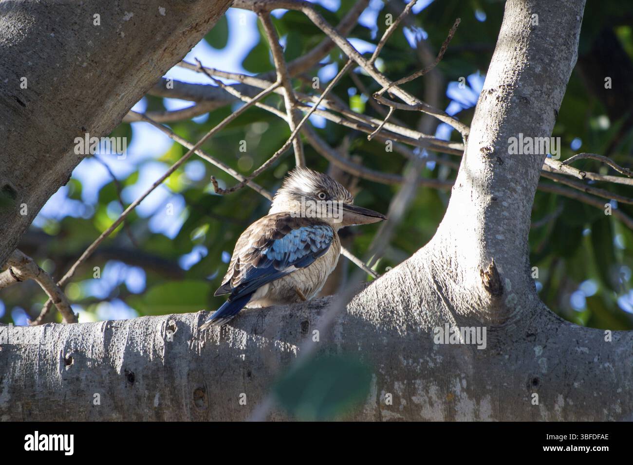 Blue winged kookaburra dacelo novaeguineae hi-res stock photography and ...