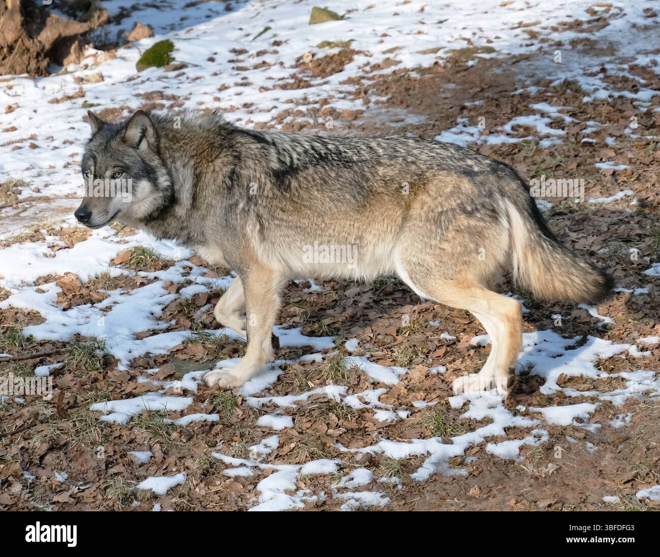 Wolf-Europaeischer Grauwolf in Deutschland in Aktion. Wolf-Grauwolf ...