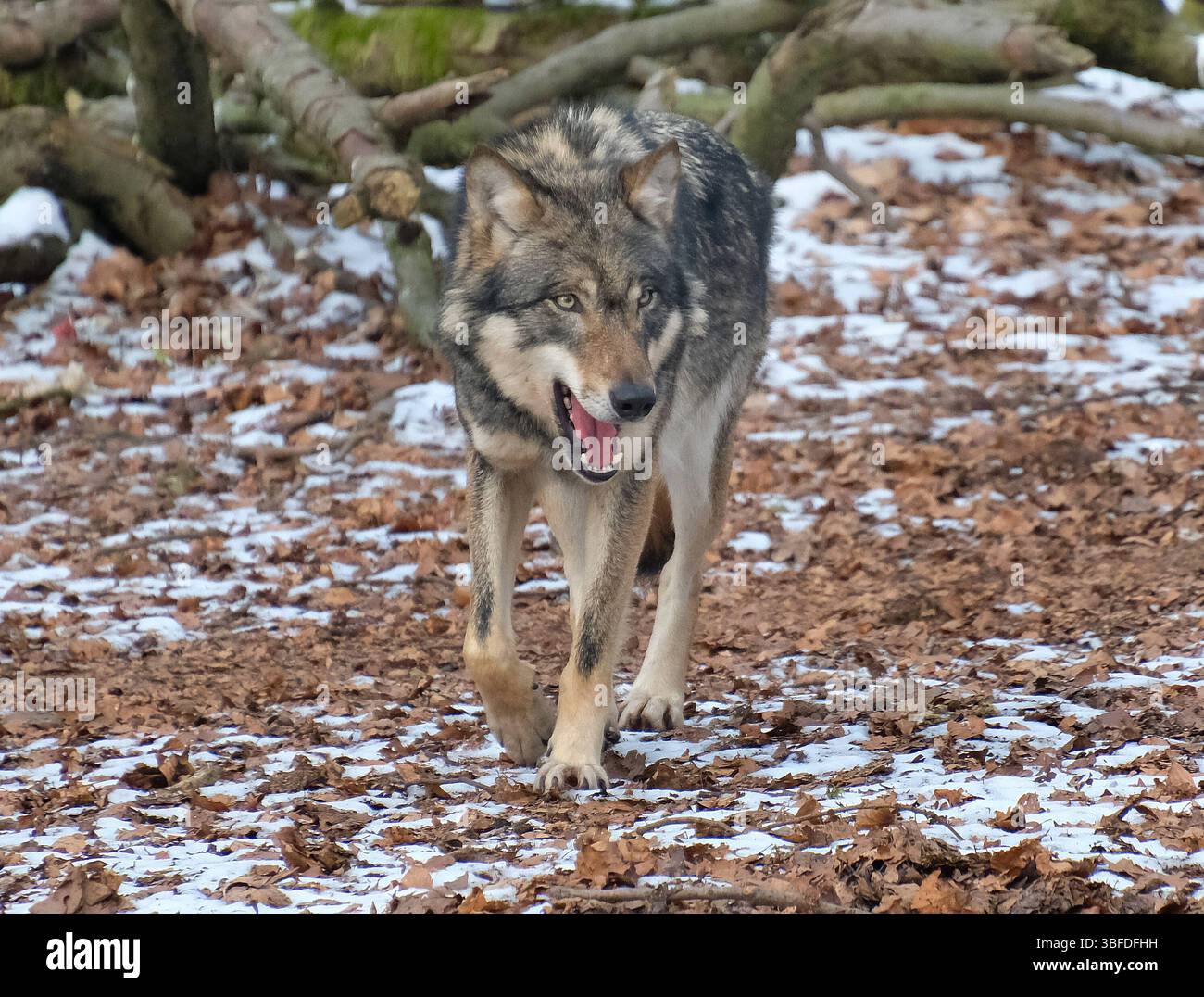 Wolf-Europaeischer Grauwolf in Deutschland in Aktion. Wolf-Grauwolf ...