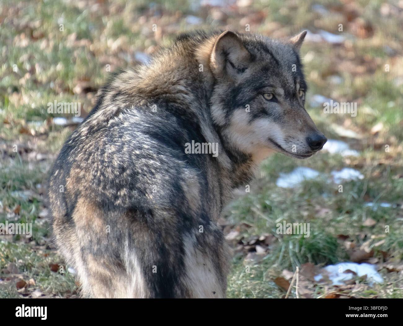 Wolf-Europaeischer Grauwolf in Deutschland in Aktion. Wolf-Grauwolf ...