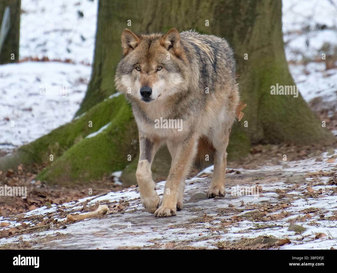 Wolf-Europaeischer Grauwolf in Deutschland in Aktion. Wolf-Grauwolf ...