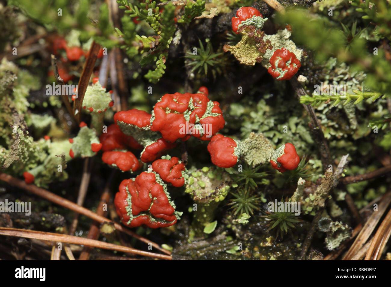 Scarlet cup lichen (Cladonia coccifera Stock Photo - Alamy