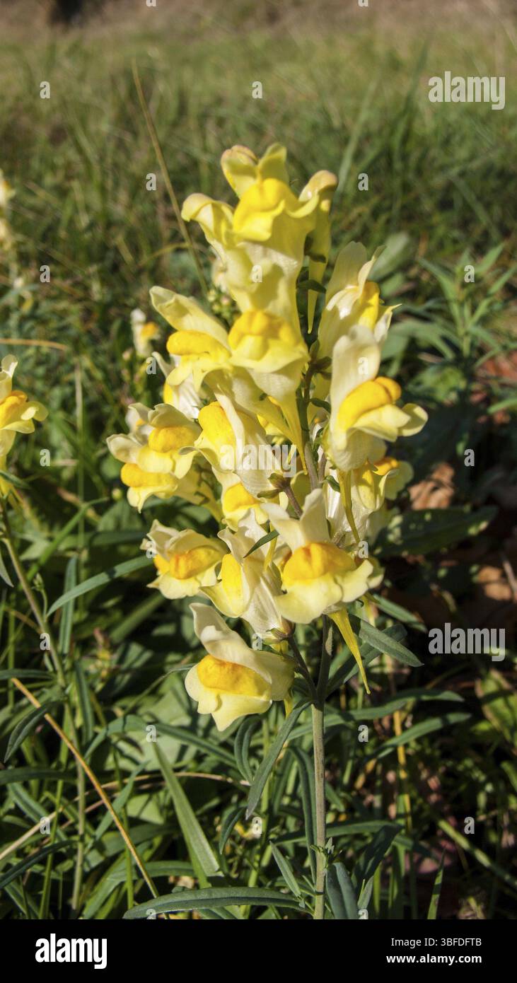Linaria vulgaris common flaxweed (linaria vulgaris Stock Photo - Alamy