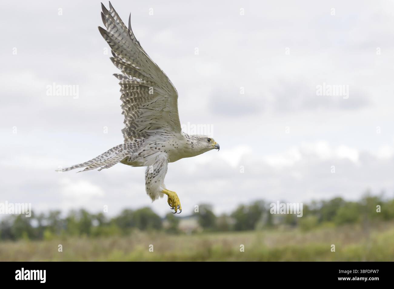 Gerfalcon (Falco rusticolus Stock Photo - Alamy