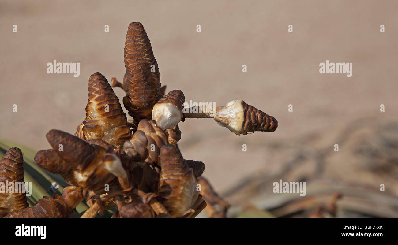 Old world fruit plant hi-res stock photography and images - Alamy