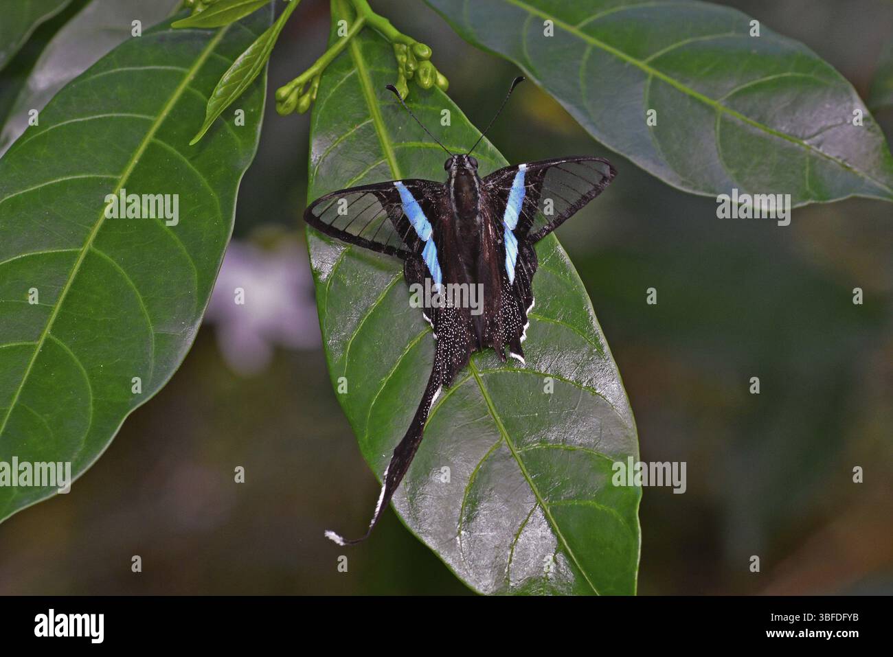 Green dragon tail (Lamproptera meges Stock Photo - Alamy