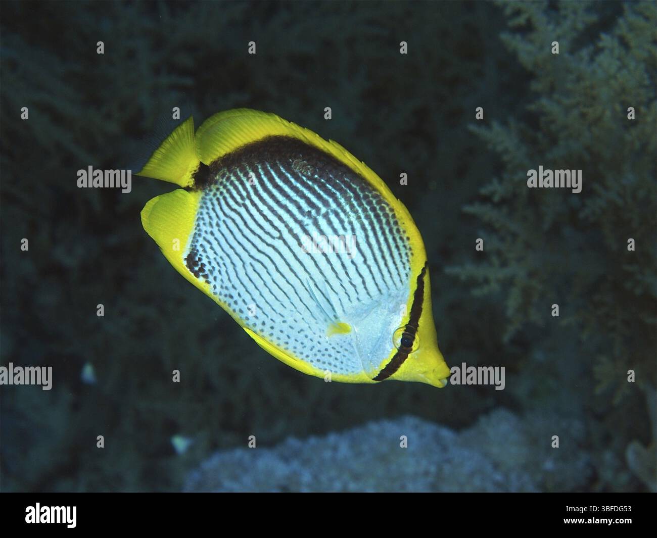 Black-backed butterflyfish (Chaetodon melannotus Stock Photo - Alamy