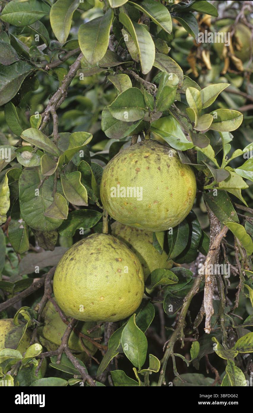 Grapefruit (Citrus maxima Stock Photo - Alamy