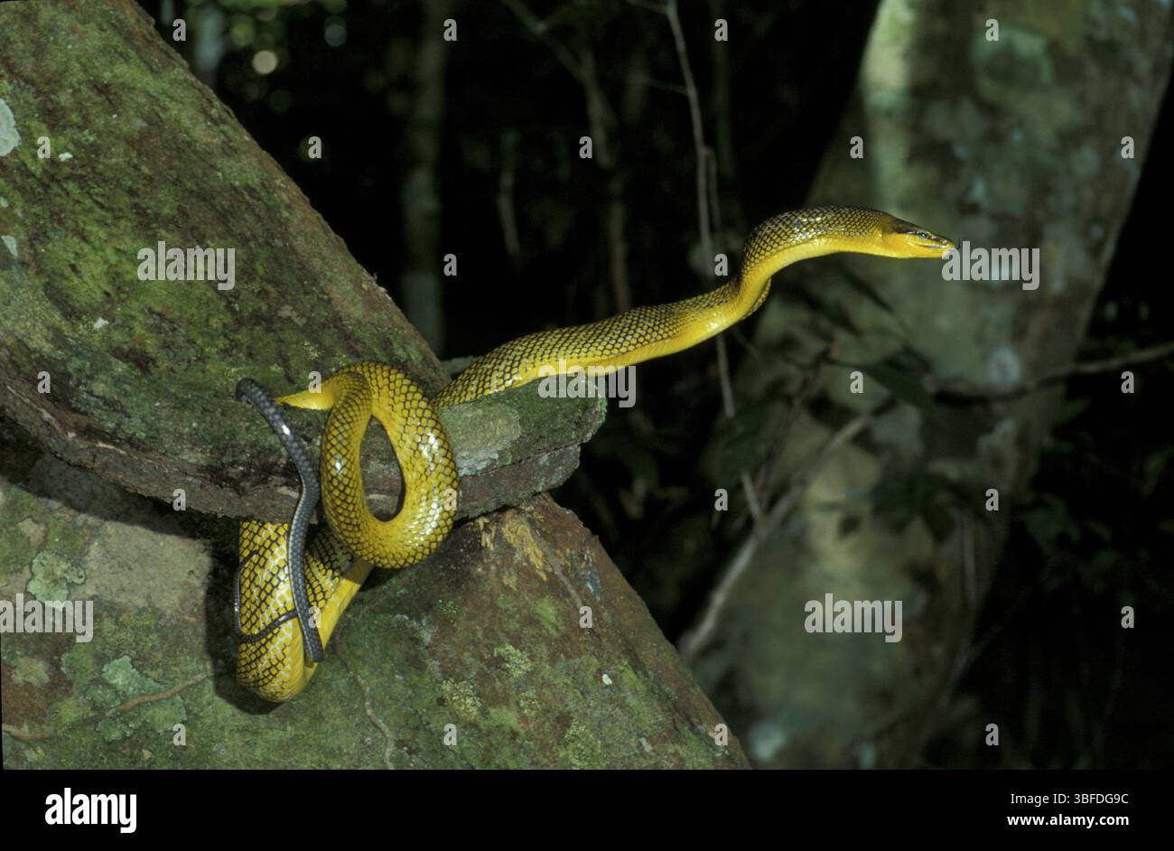 Pointed snake hi-res stock photography and images - Alamy