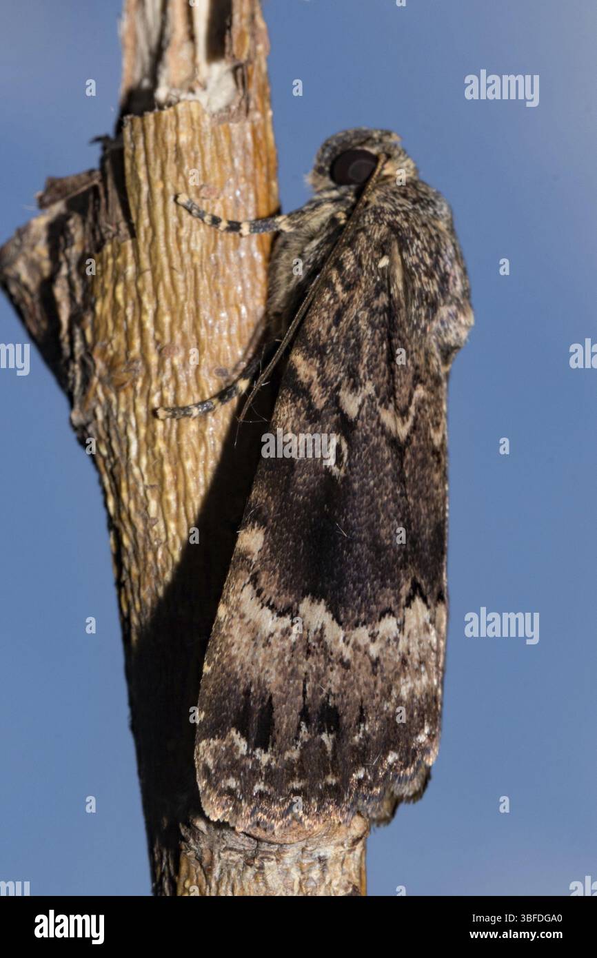 Pyramid owl (Amphipyra pyramidea Stock Photo - Alamy