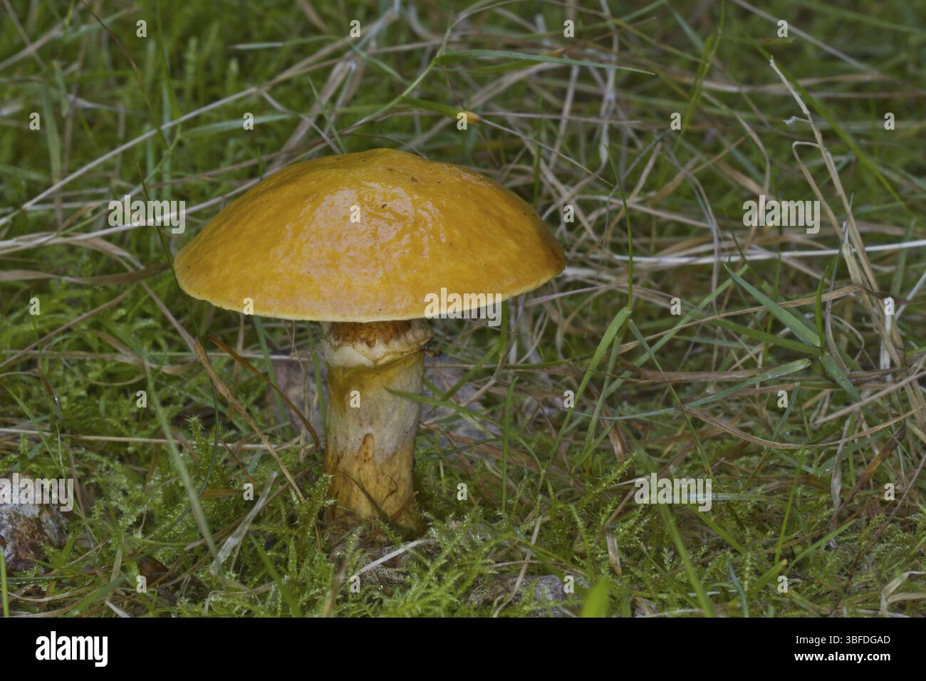 Suillus mushroom edible fungus hi-res stock photography and images - Alamy