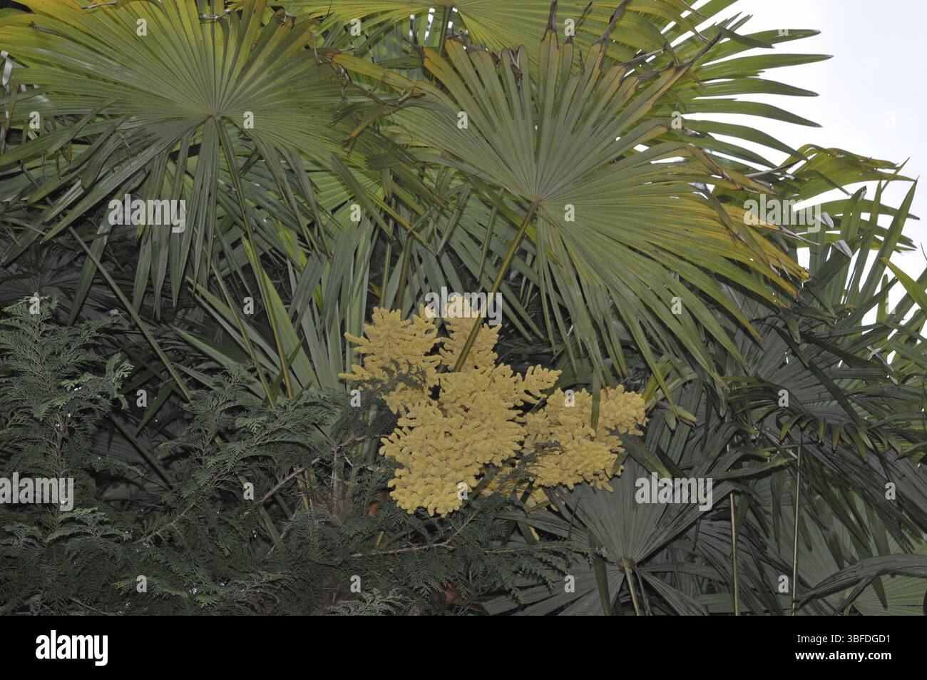 Chusan Palm (Trachycarpus fortunei Stock Photo - Alamy