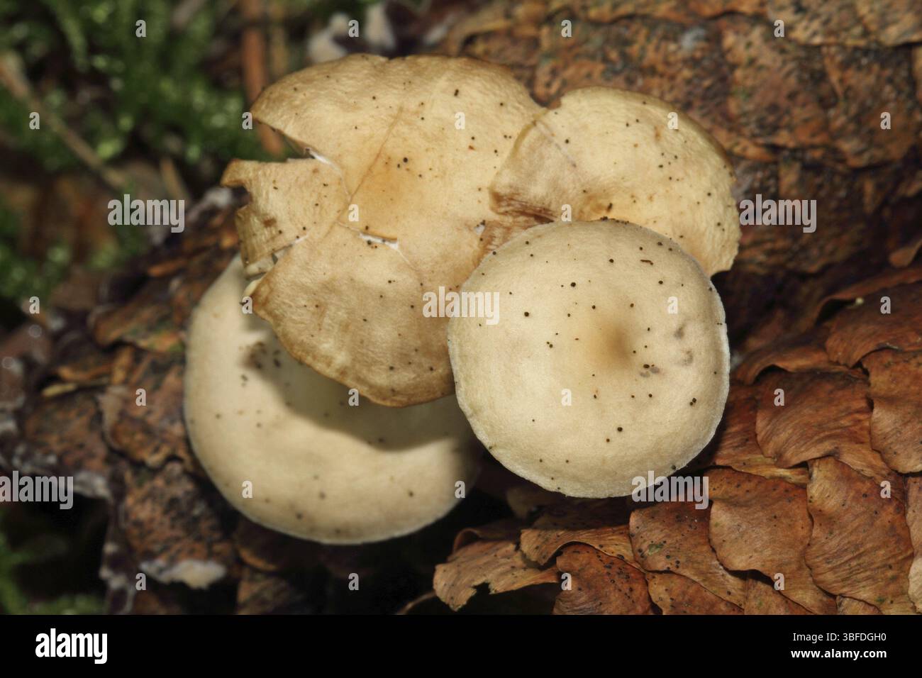 Mouse tail carp (Baeospora myosura Stock Photo - Alamy