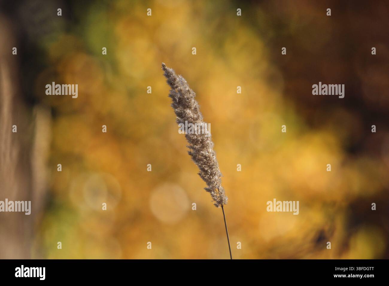 Seed head grass in hi-res stock photography and images - Alamy