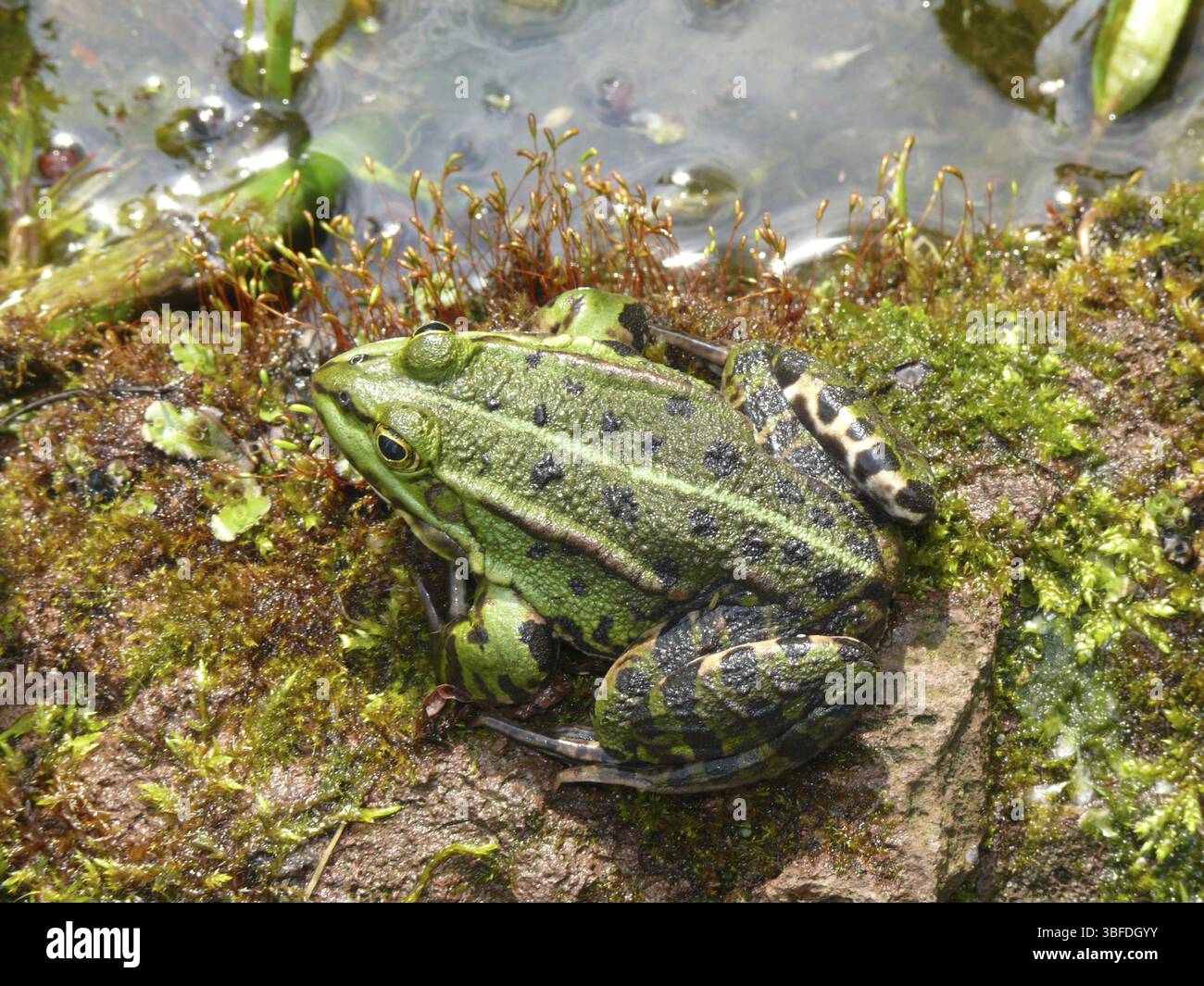 Edible Frog (Pelophylax cl. esculentus Stock Photo - Alamy