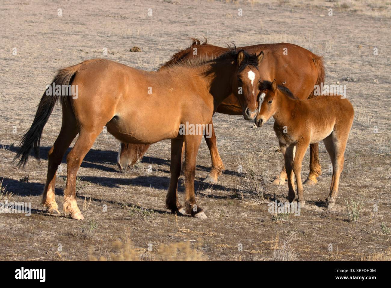 Uintah and ouray indian reservation hi-res stock photography and images ...