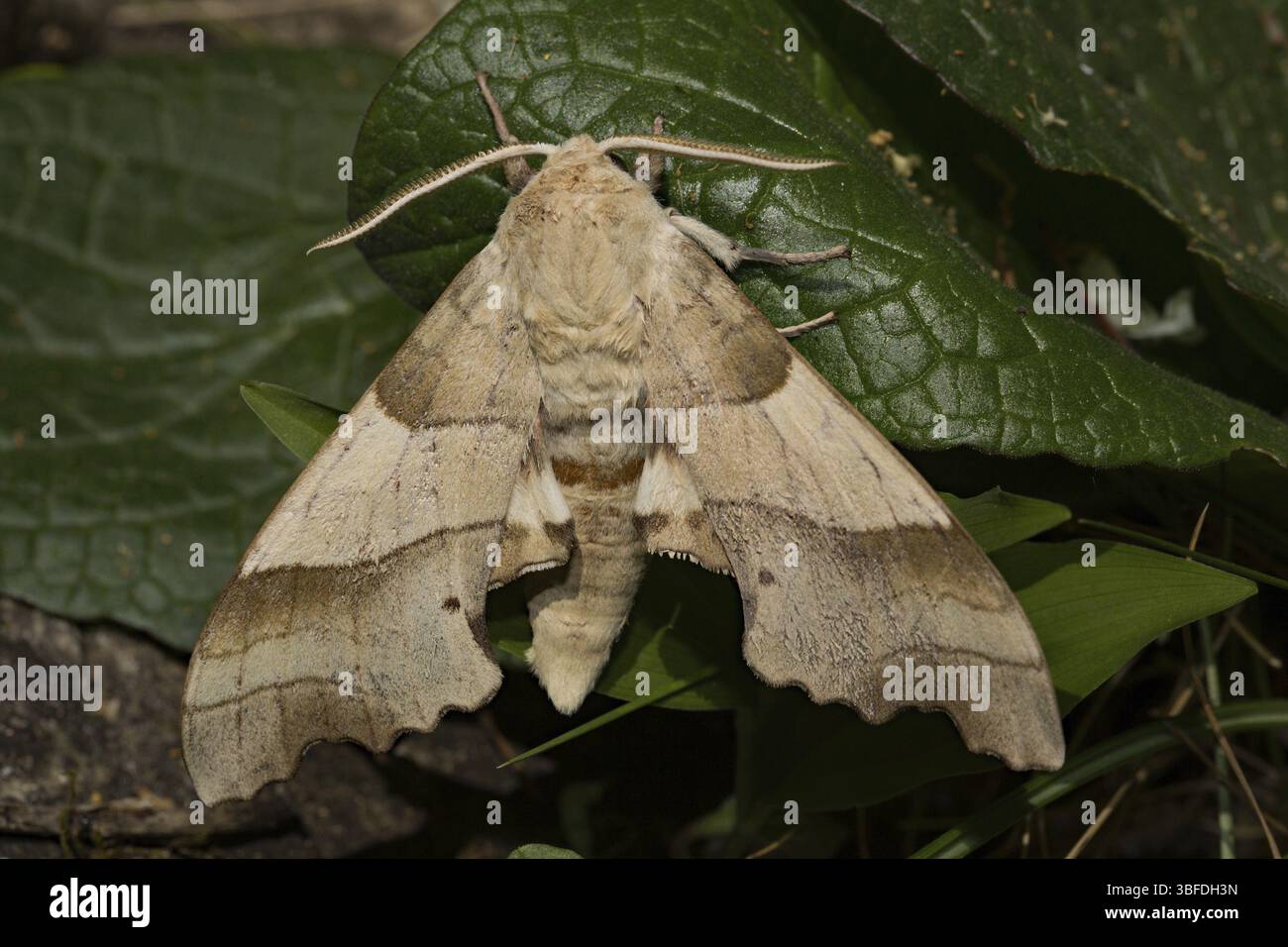 Oak hawk-moth (Marumba quercus Stock Photo - Alamy