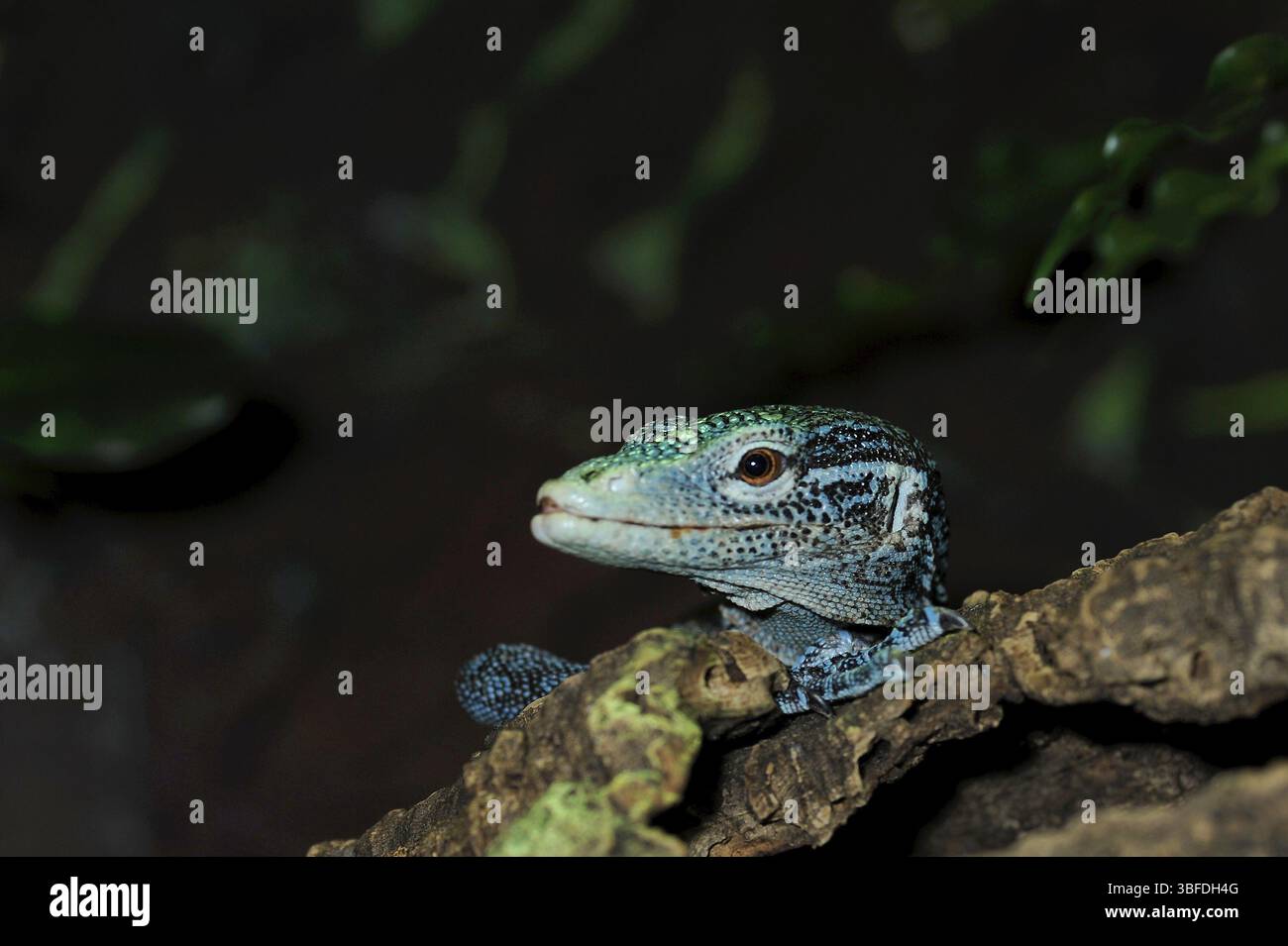 Blue-spotted tree monitor (Varanus macraei Stock Photo - Alamy