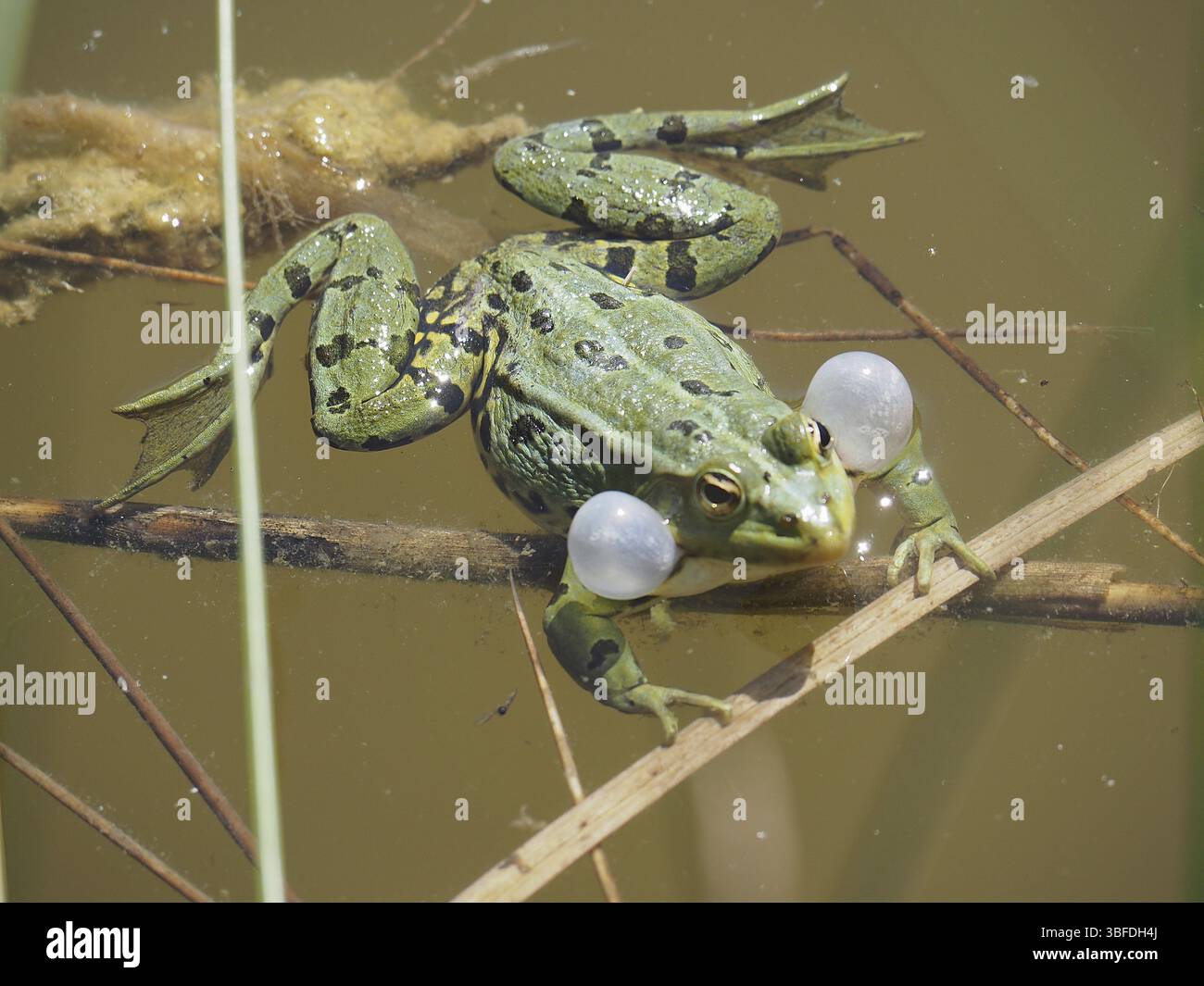 Pool frog (Pelophylax lessonae Rana lessonae Stock Photo - Alamy