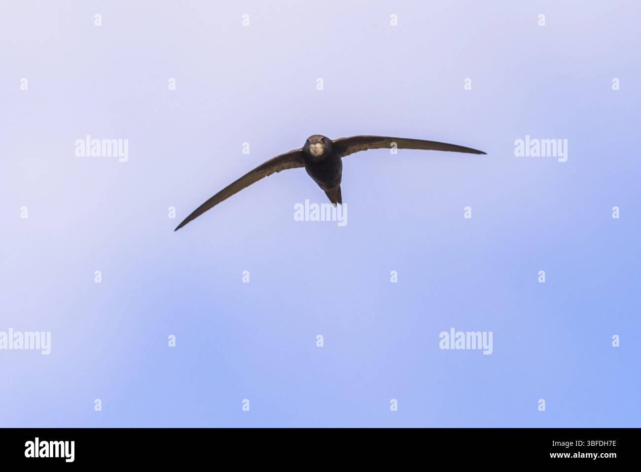 Swift (Apus apus) (Apus apus Stock Photo - Alamy