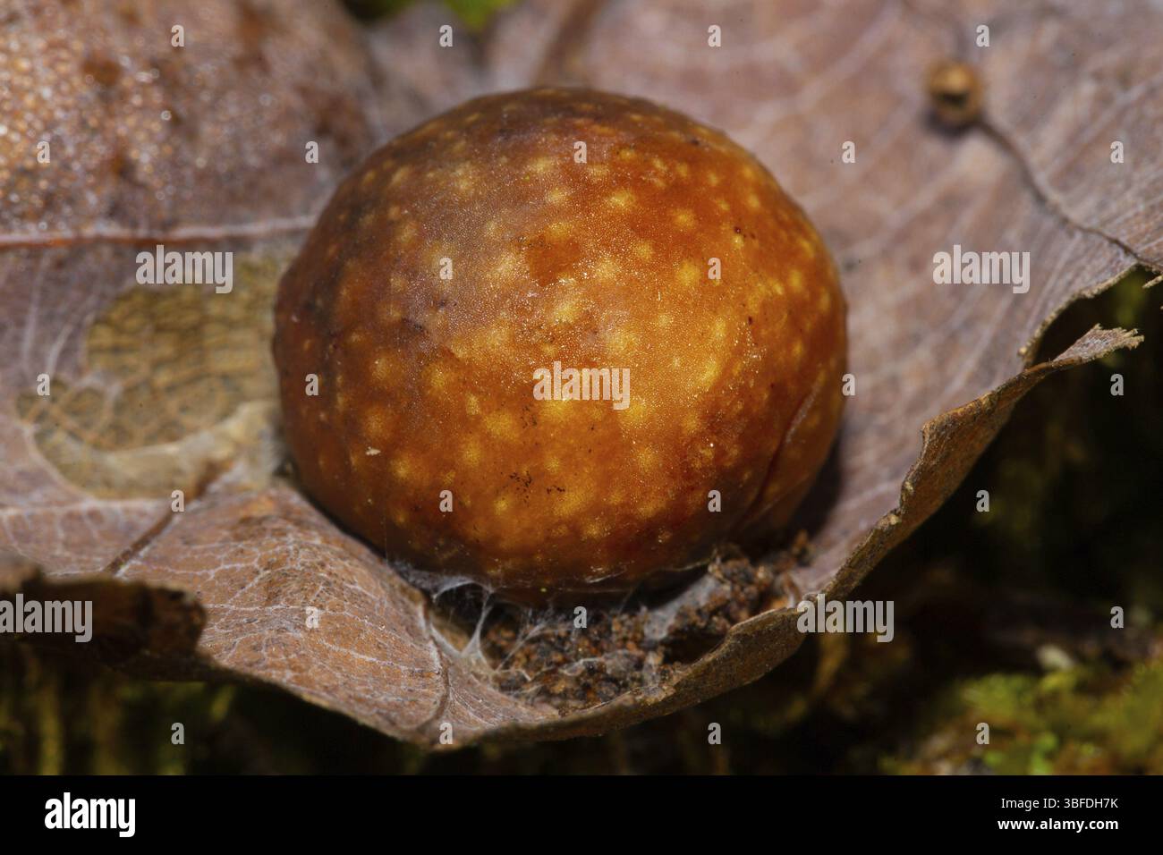 Oak gall wasp gall apple (Cynips quercusfolii Stock Photo - Alamy