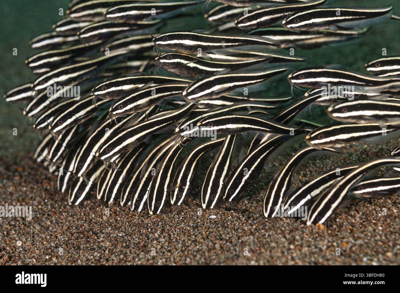 Striped eel catfish (Plotosus lineatus Stock Photo - Alamy