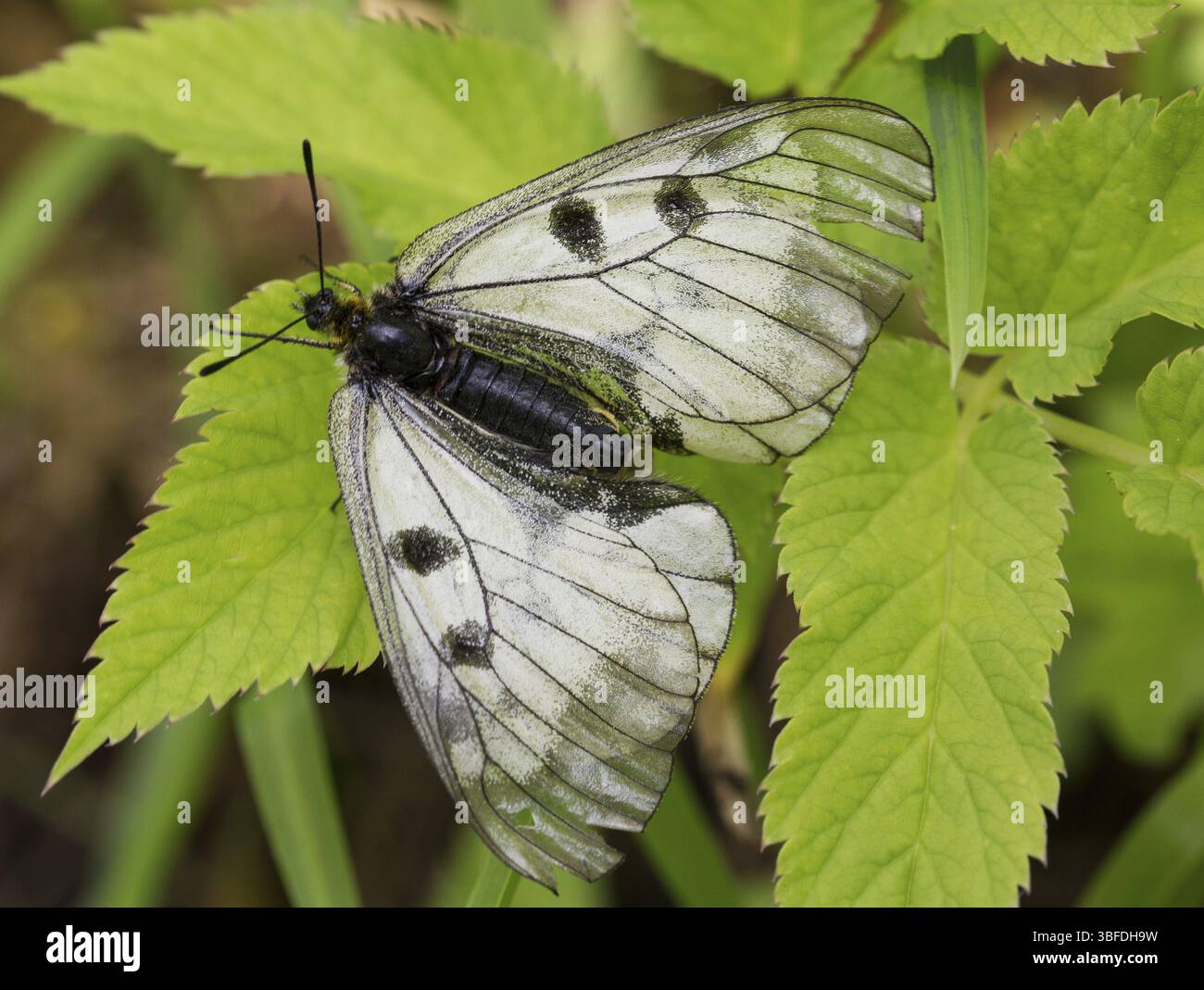 Clouded Apollo (Parnassius mnemosyne Stock Photo - Alamy