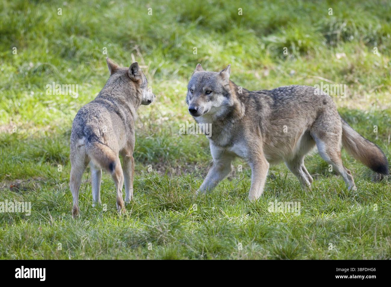 European gray wolf (Canis lupus Stock Photo - Alamy