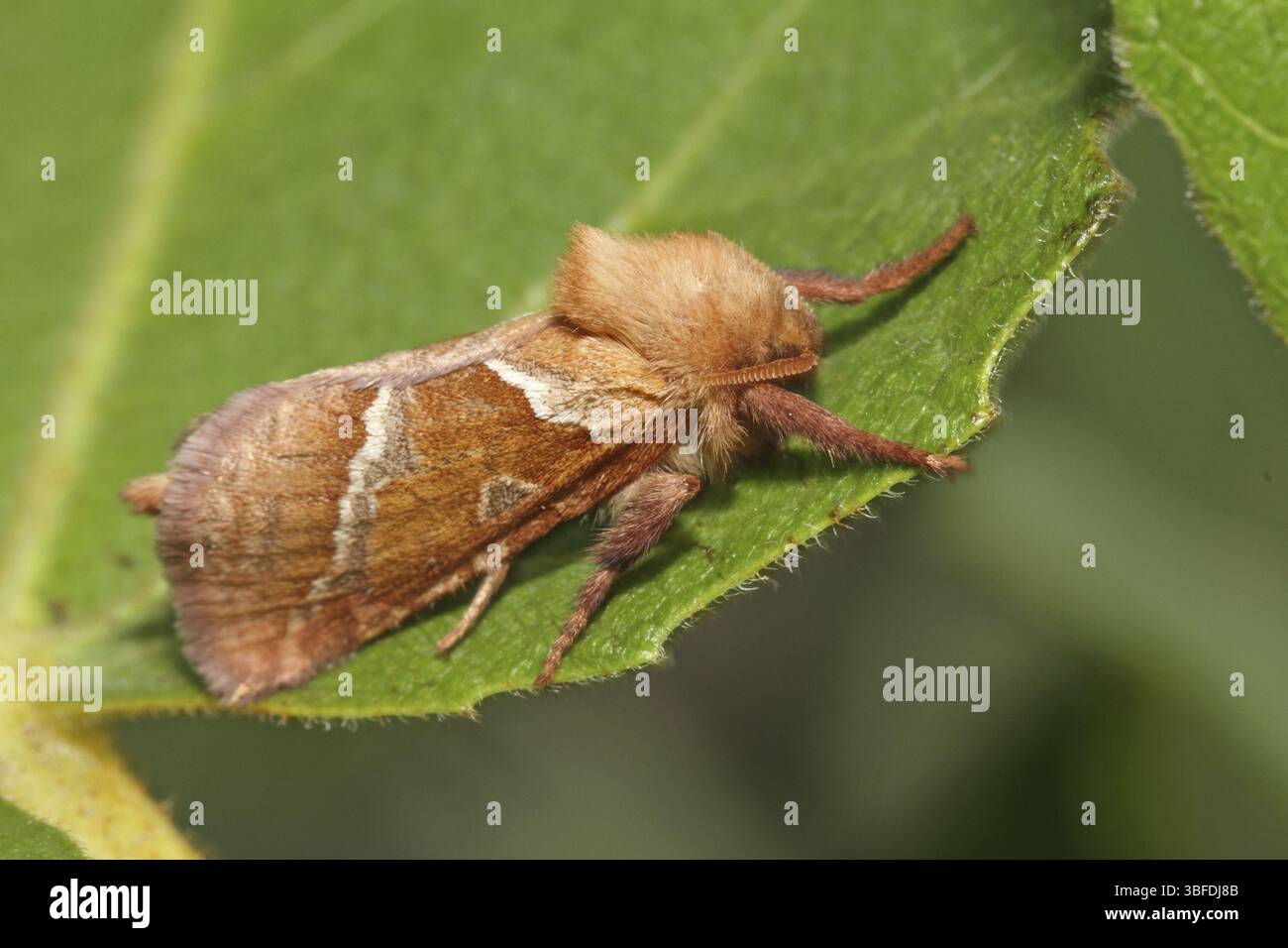 Dock rootworm (Triodia sylvina Stock Photo - Alamy