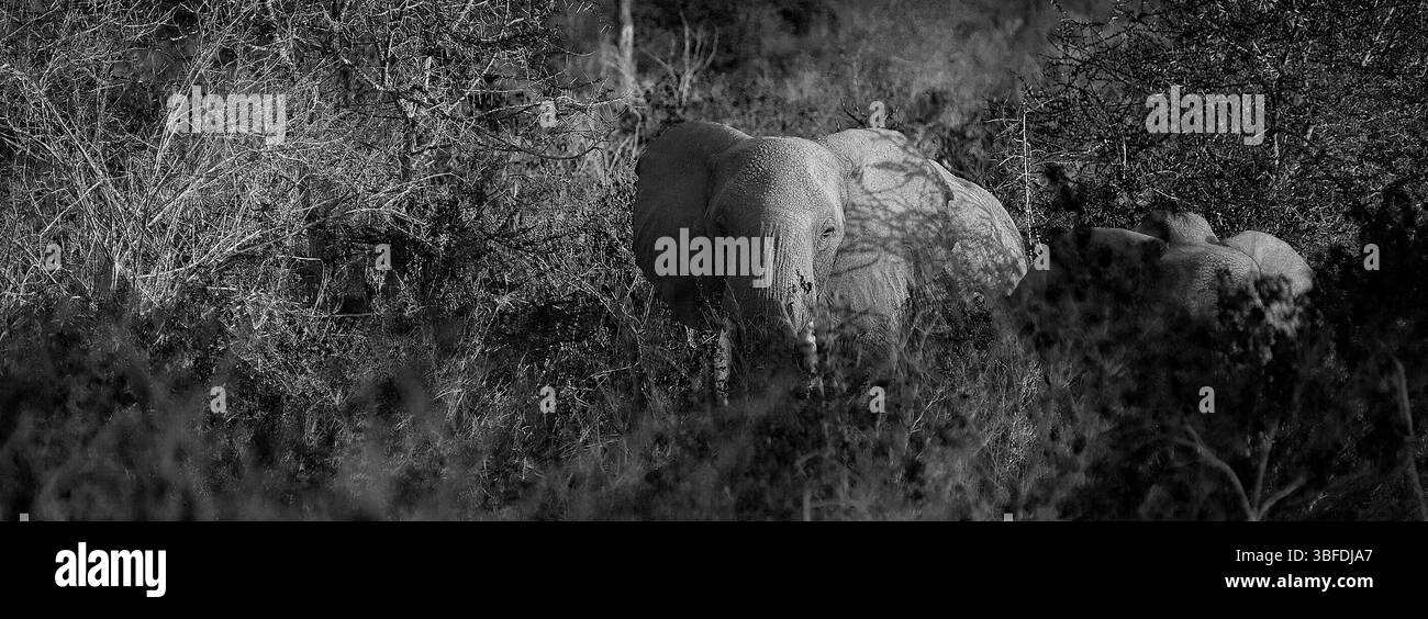 African elephant (African Elephantus Stock Photo - Alamy