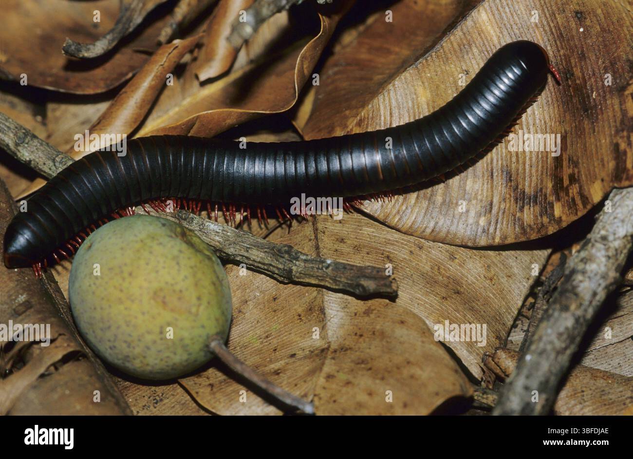 African millipede (Diplopoda Stock Photo - Alamy