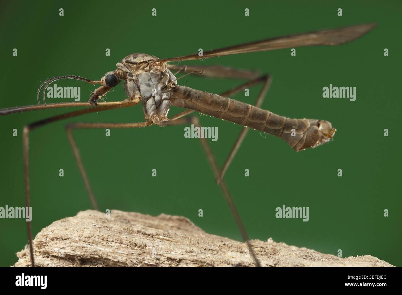 Schneider, Schnake (Tipula Stock Photo - Alamy